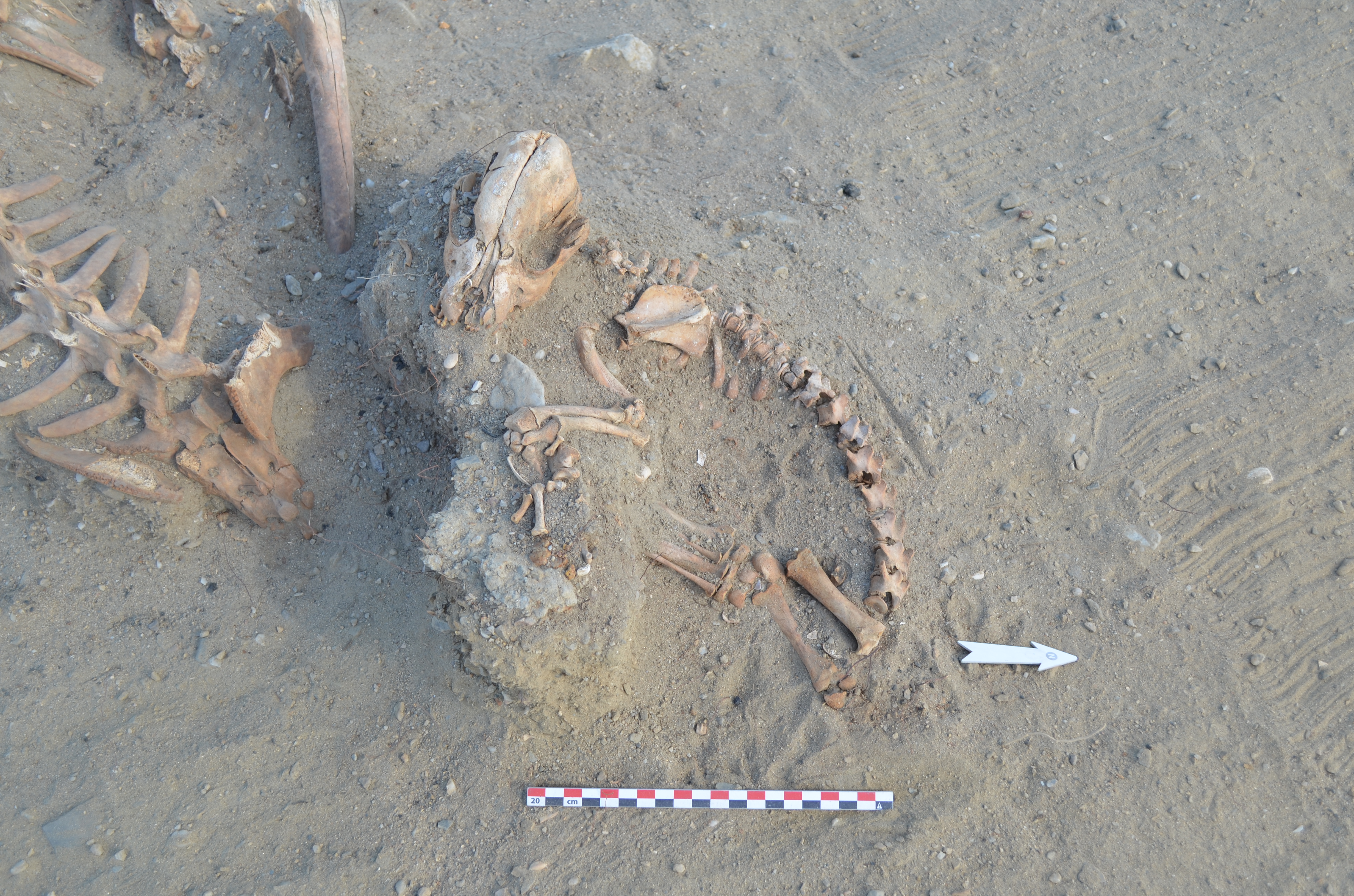 New research led by Dr Aurélie Manin traces the incredible journey of ...