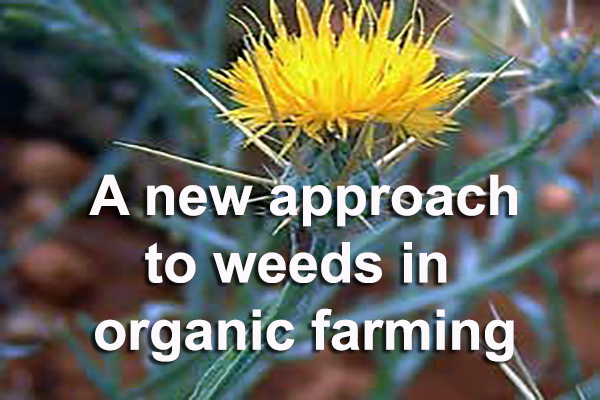 Weed identification & ecology booklet | School of Archaeology